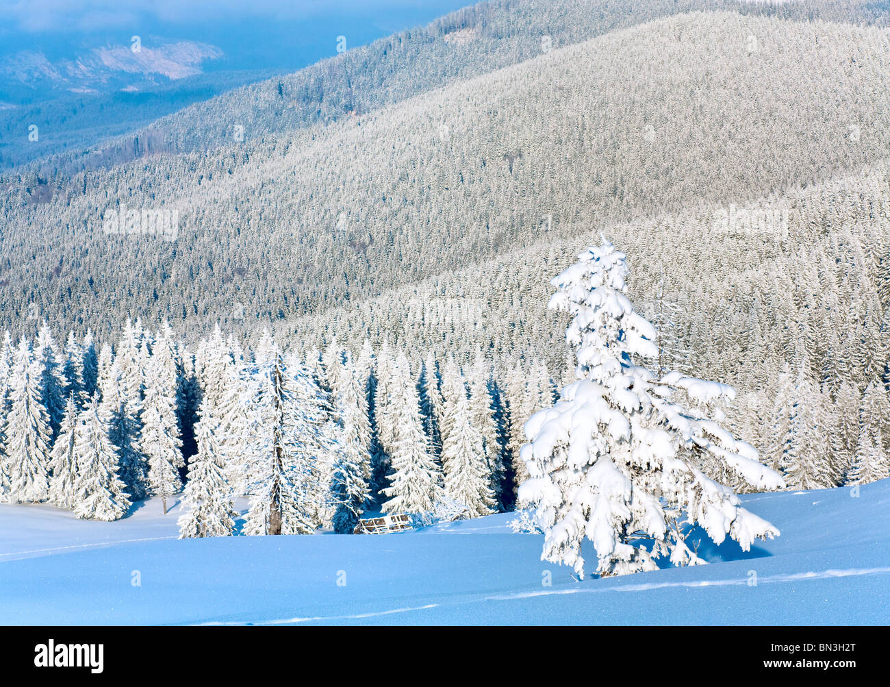 Morning winter calm mountain landscape with beautiful fir trees on ...