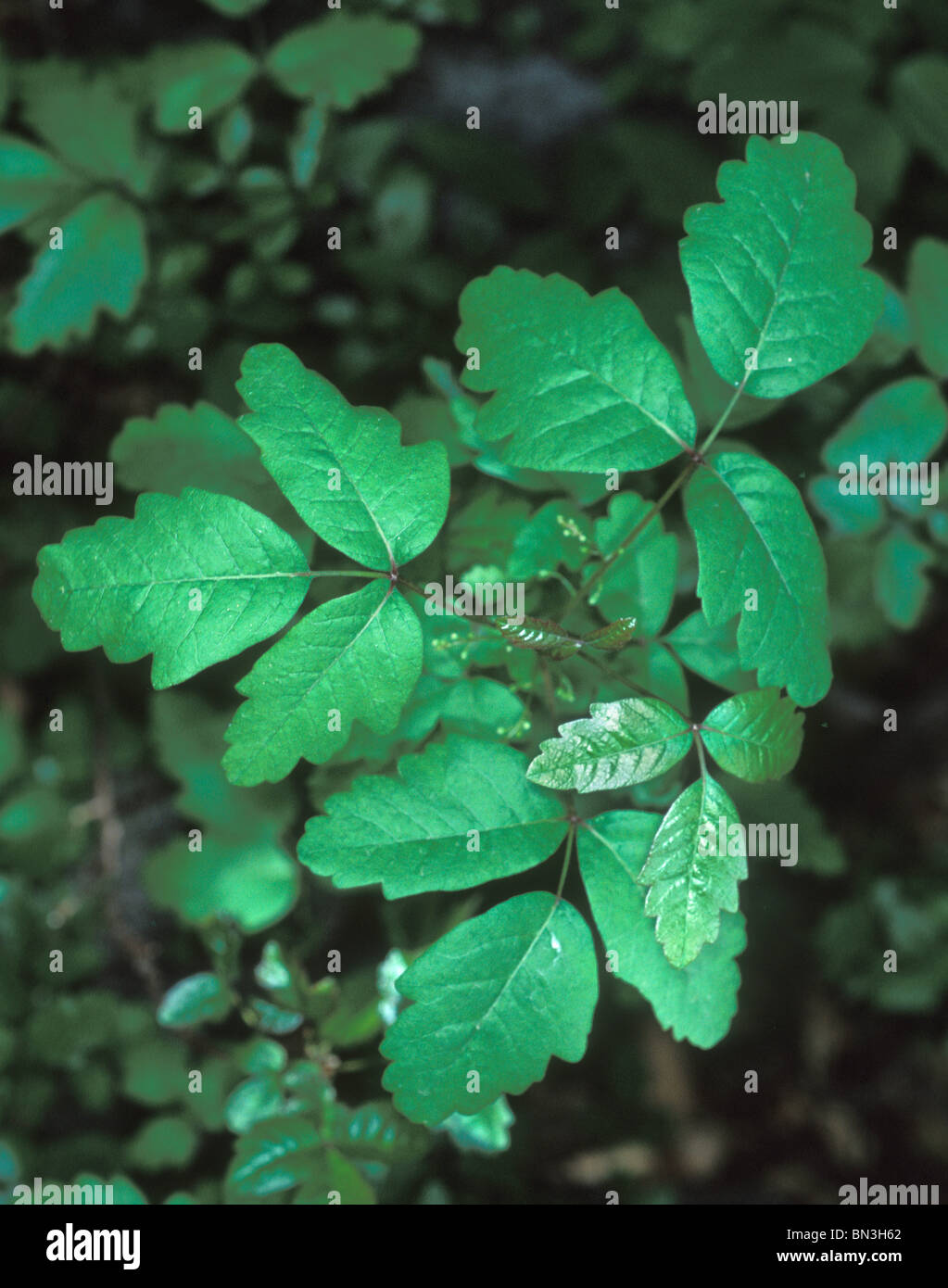 poison oak, a plant in the genus Toxicodendron which causes a rash in ...