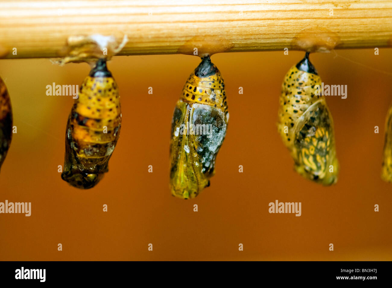 Butterfly pupa display hi-res stock photography and images - Alamy