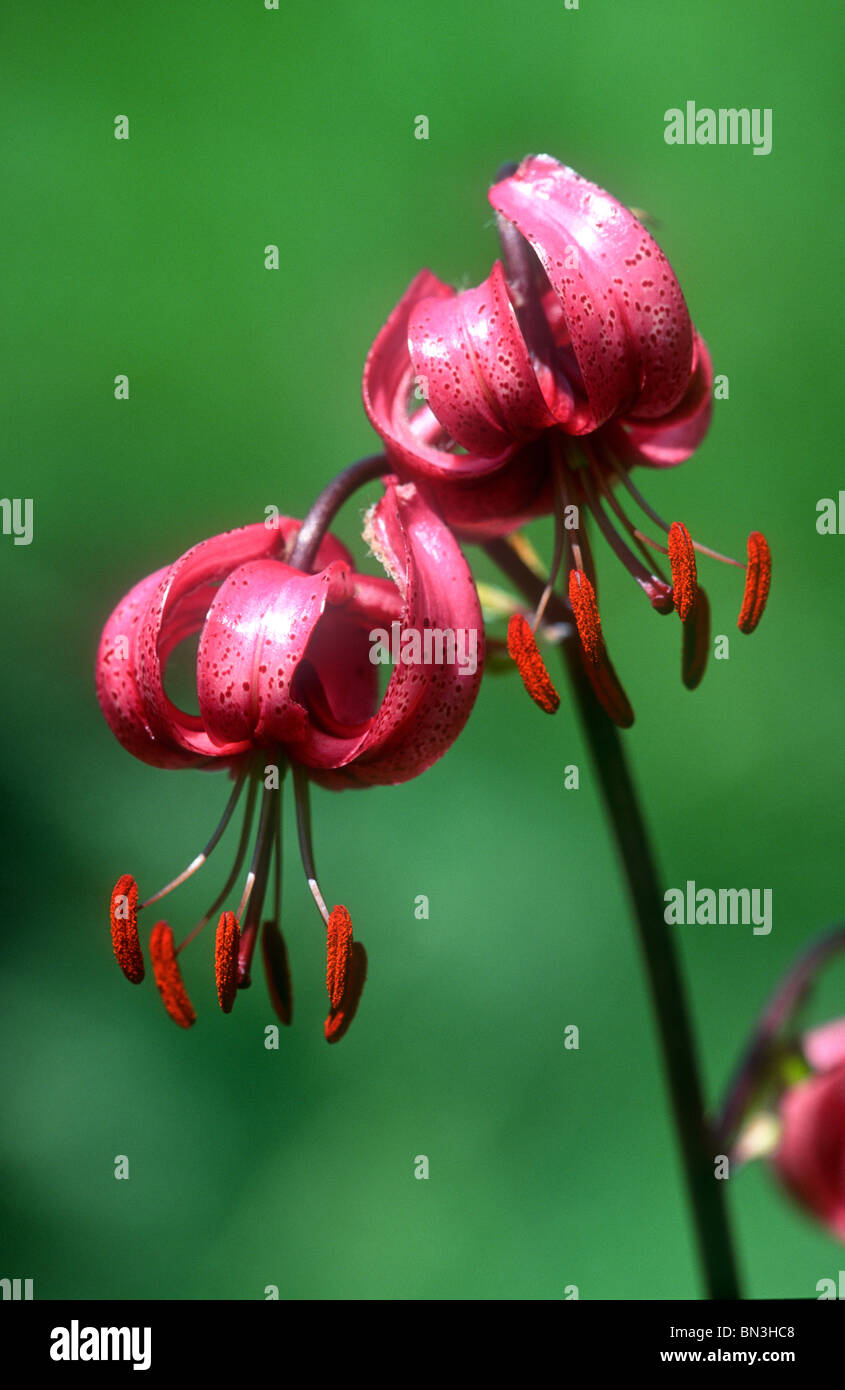 Italian Lily National Flower