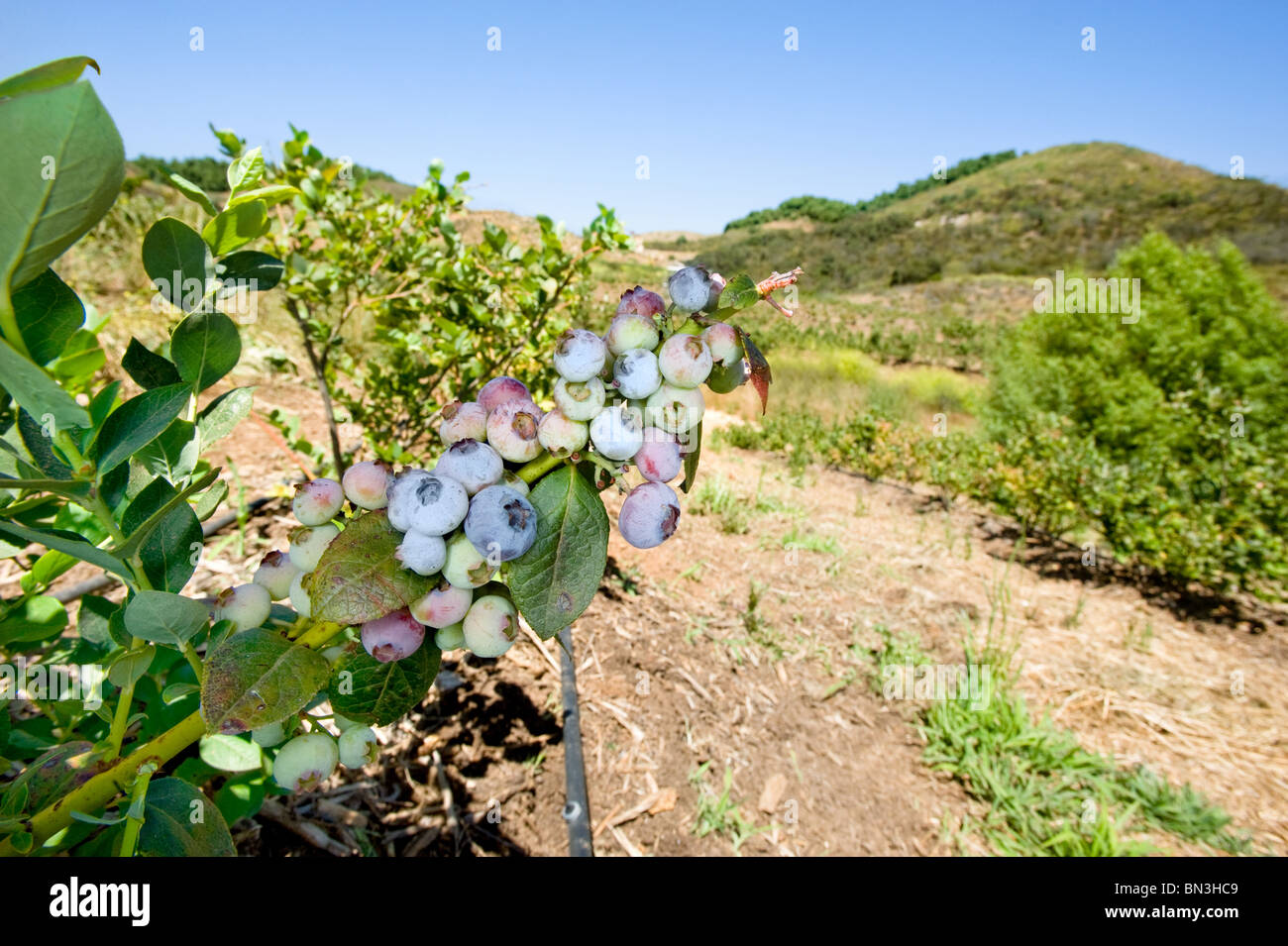 Stages of maturity hi-res stock photography and images - Alamy