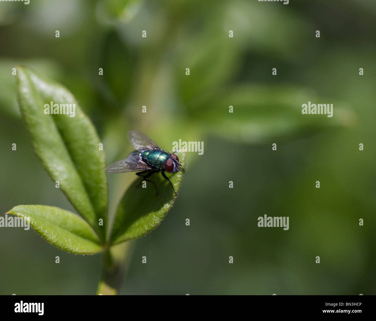 green bottle fly Stock Photo - Alamy
