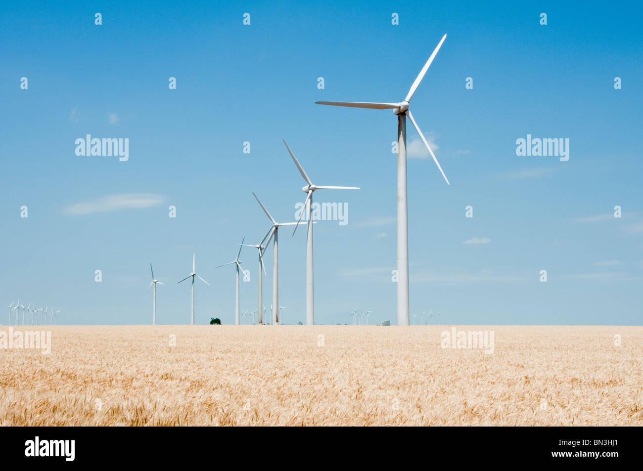 Wheat crop texas hi-res stock photography and images - Alamy