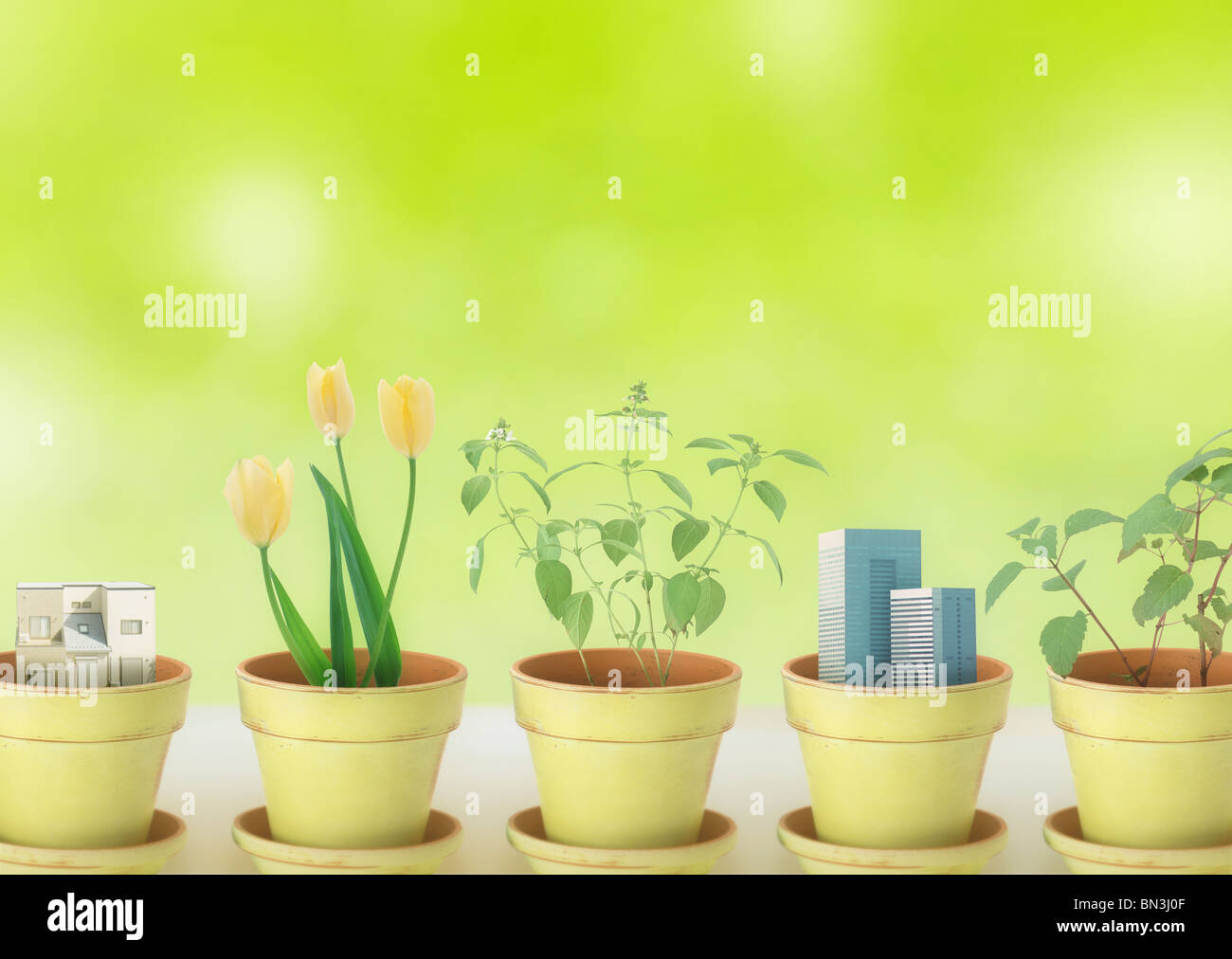 Five Potted Plants High Resolution Stock Photography and Images - Alamy