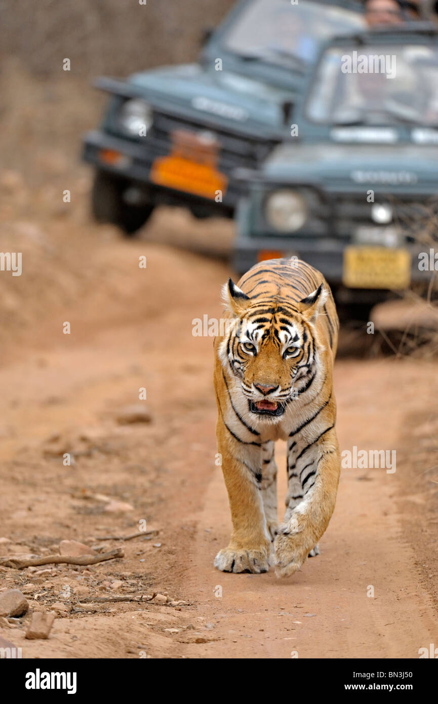 Indian forest jeep safari hi-res stock photography and images - Alamy