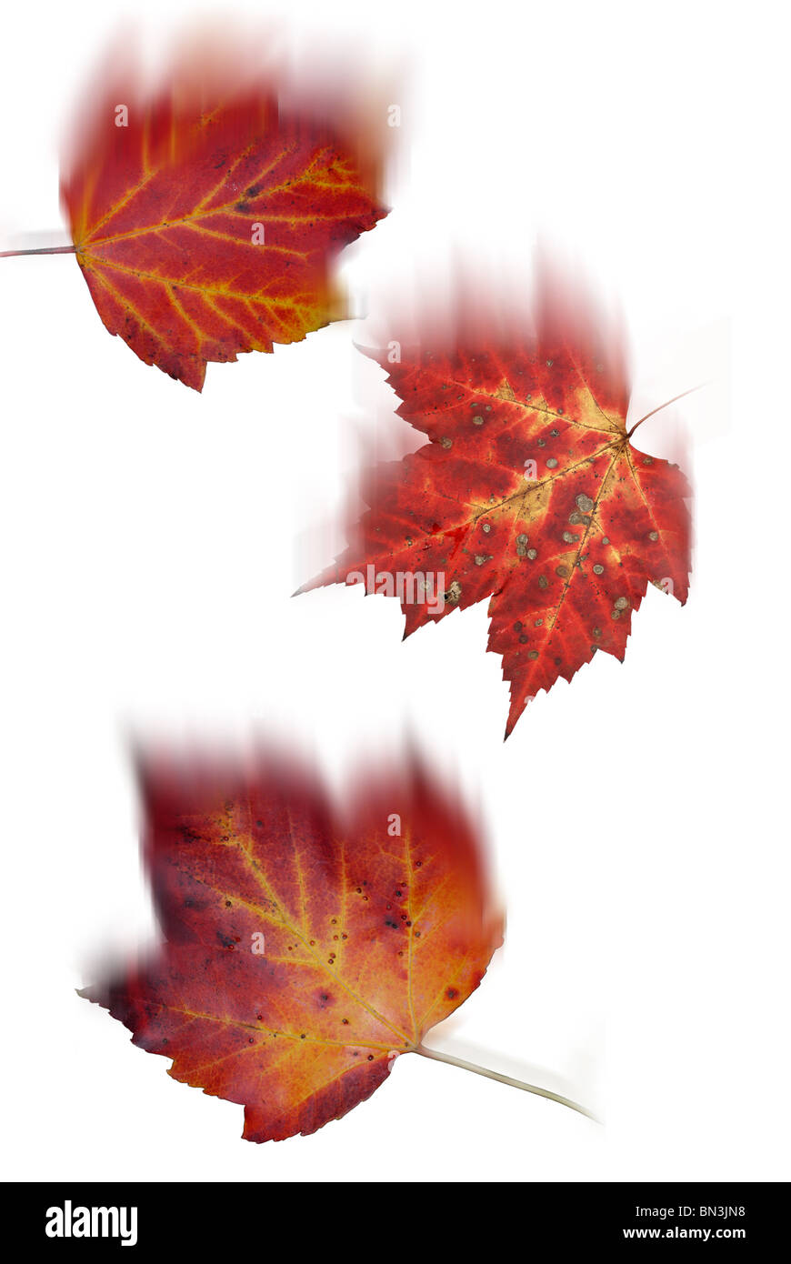 red maple leaves falling Stock Photo - Alamy