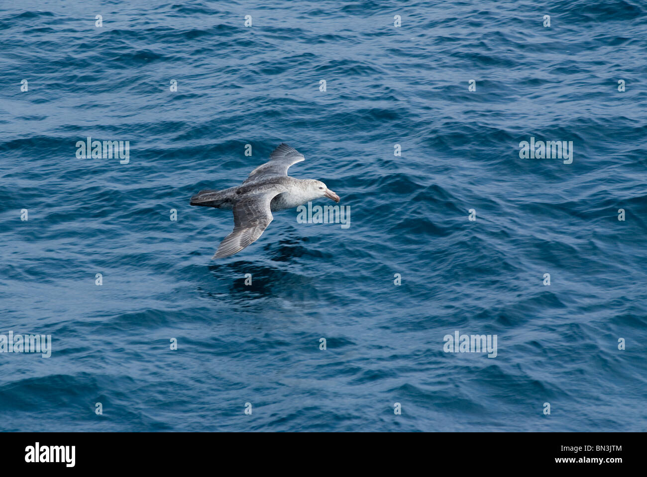 Bird flying over ocean, Antarctica Stock Photo - Alamy