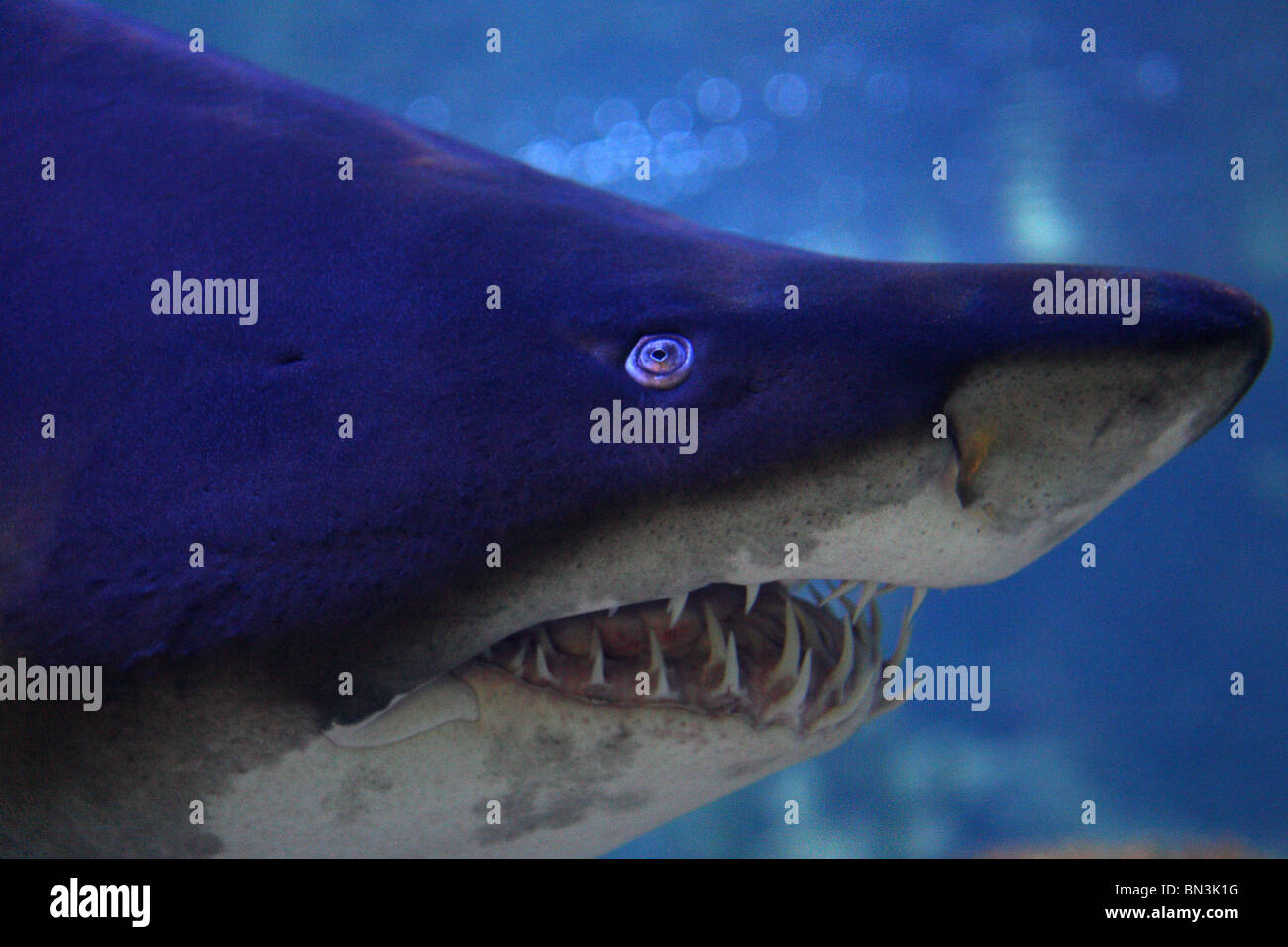Sand Tiger Shark Eating