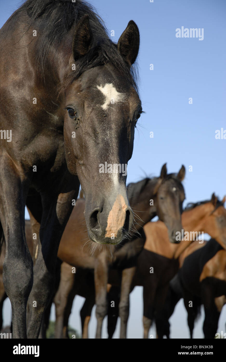 Horse portrait summer yearling young hi-res stock photography and ...