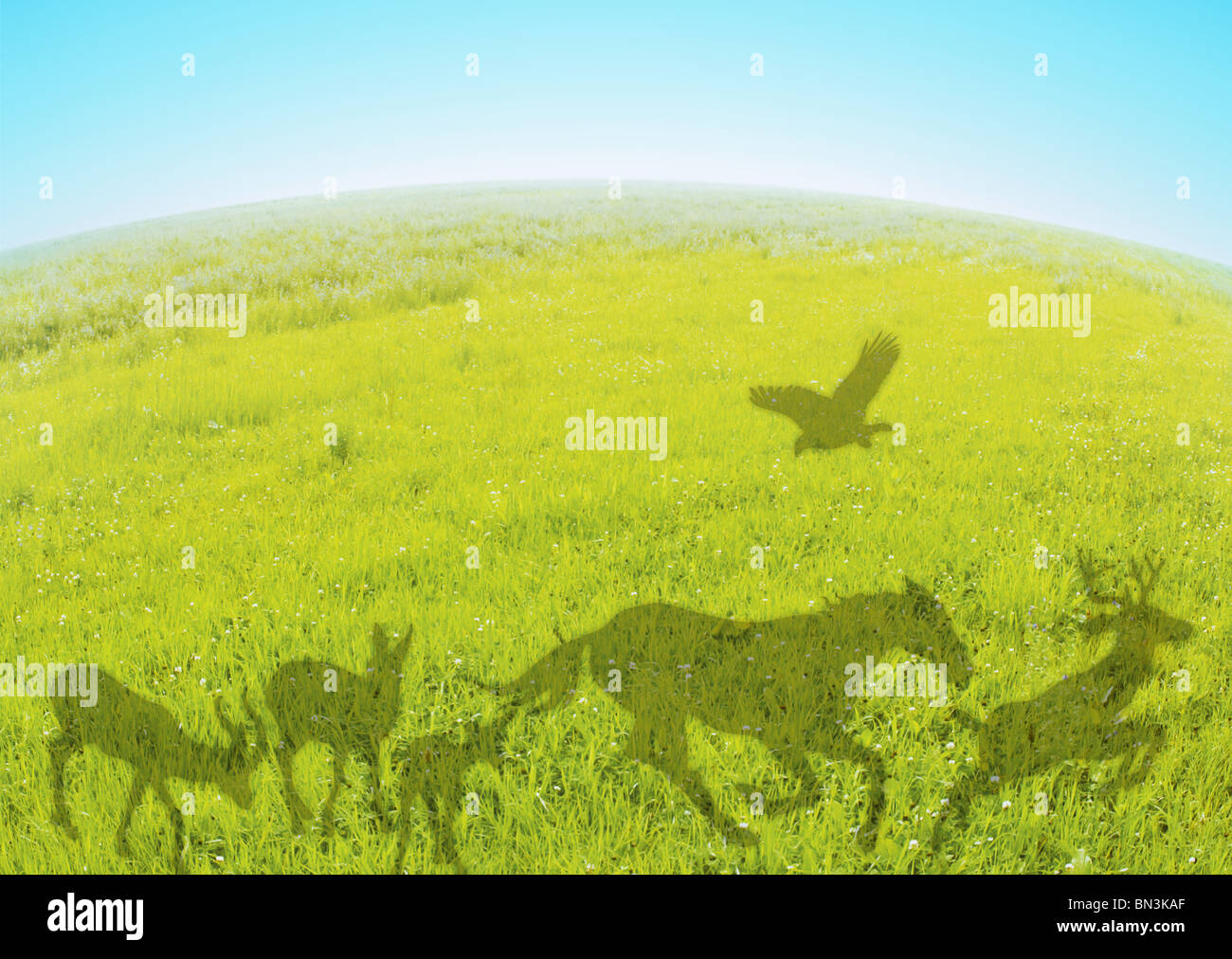 Animals in grassland Stock Photo - Alamy