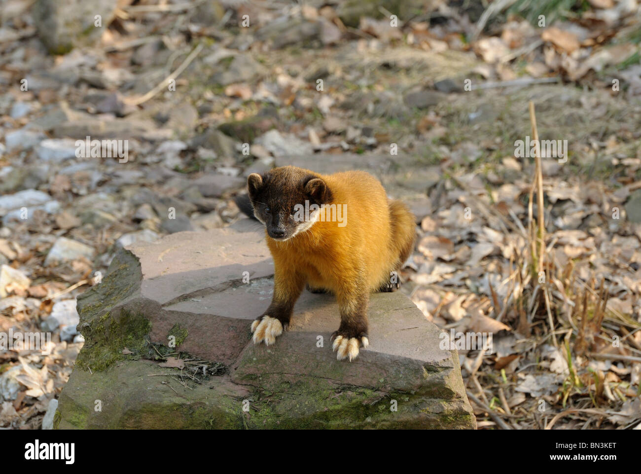 Yellow-throated Marten (Martes flavigula) sitting on a stone, elevated ...