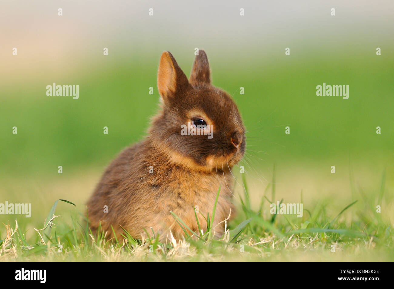 Netherland Dwarf sitting on the grass Stock Photo - Alamy