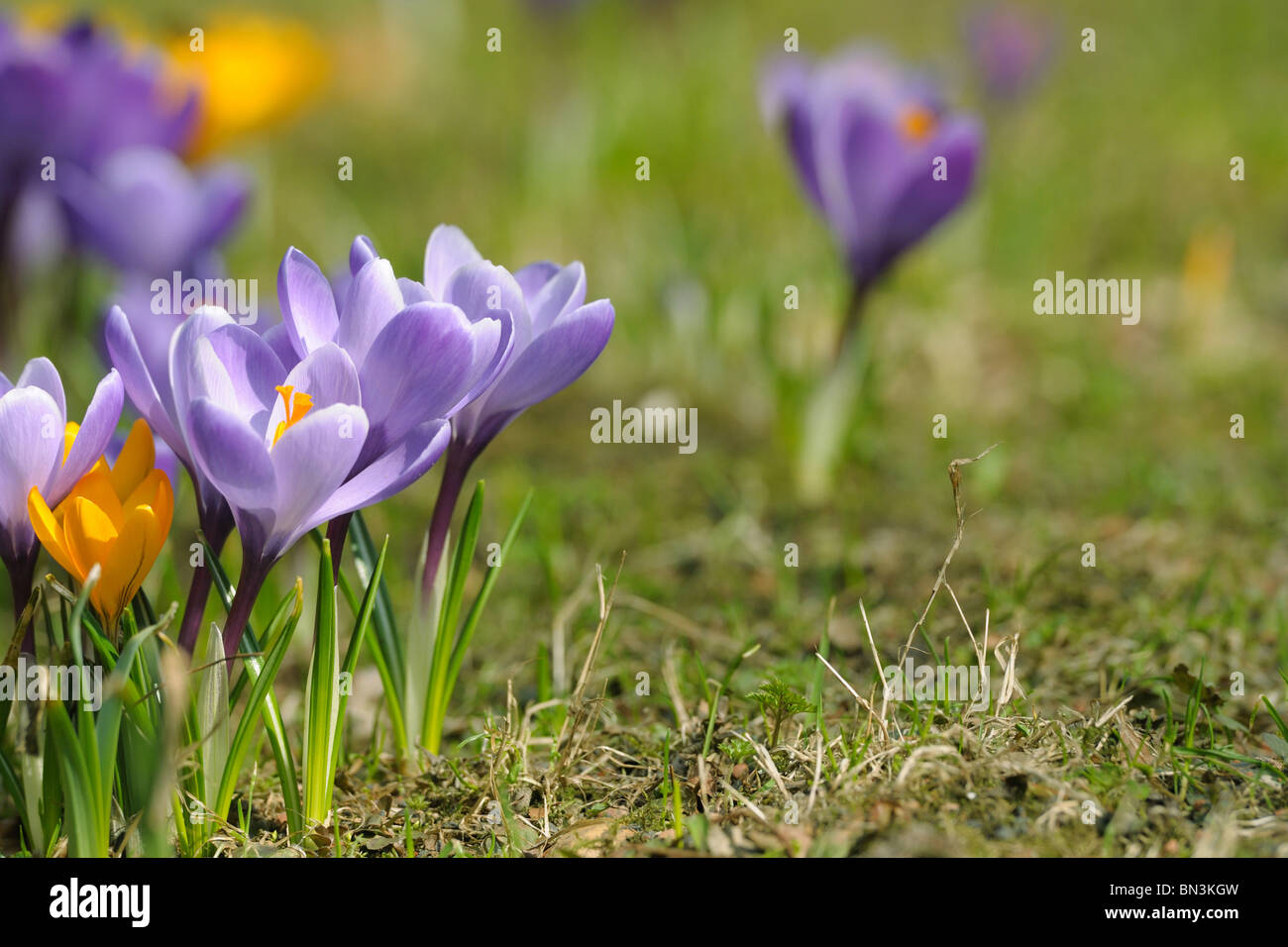 Photograph of crocuses hi-res stock photography and images - Alamy