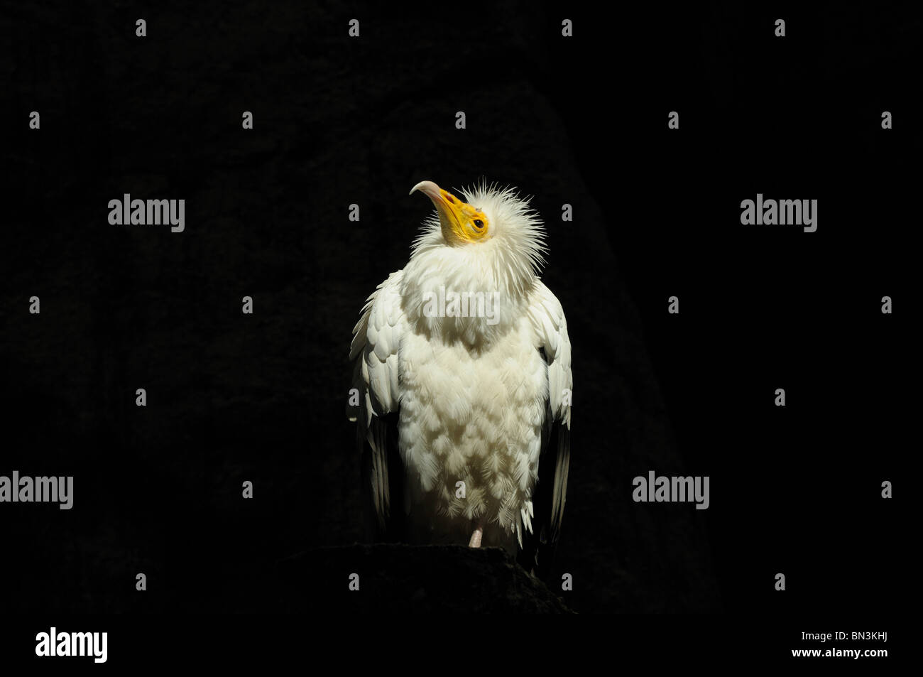 Egyptian Vulture (Neophron percnopterus), portrait Stock Photo - Alamy