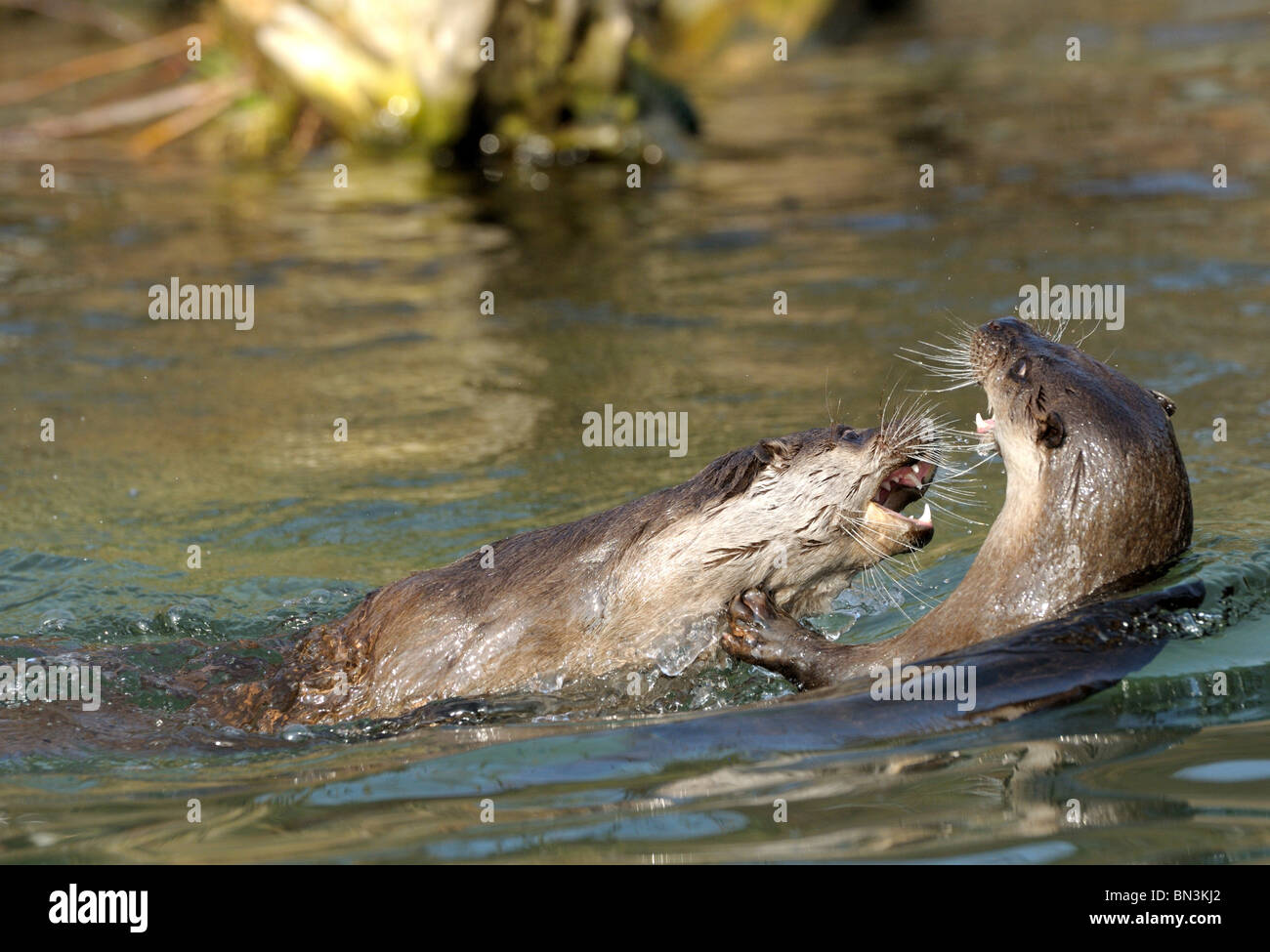 River otters (Lutra lutra) fighting in the water Stock Photo - Alamy