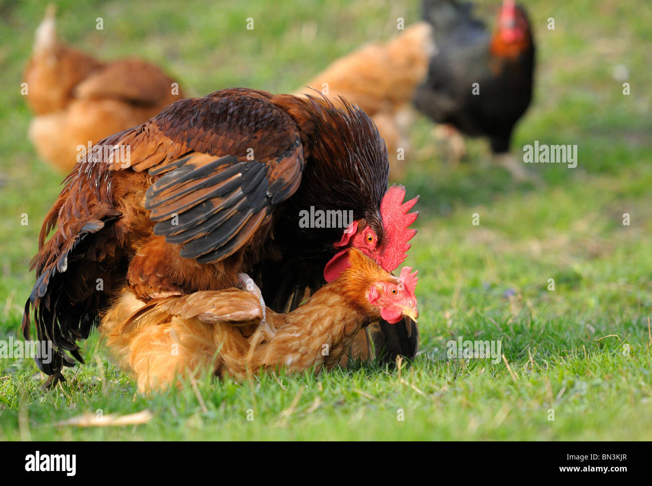 Mating Chickens
