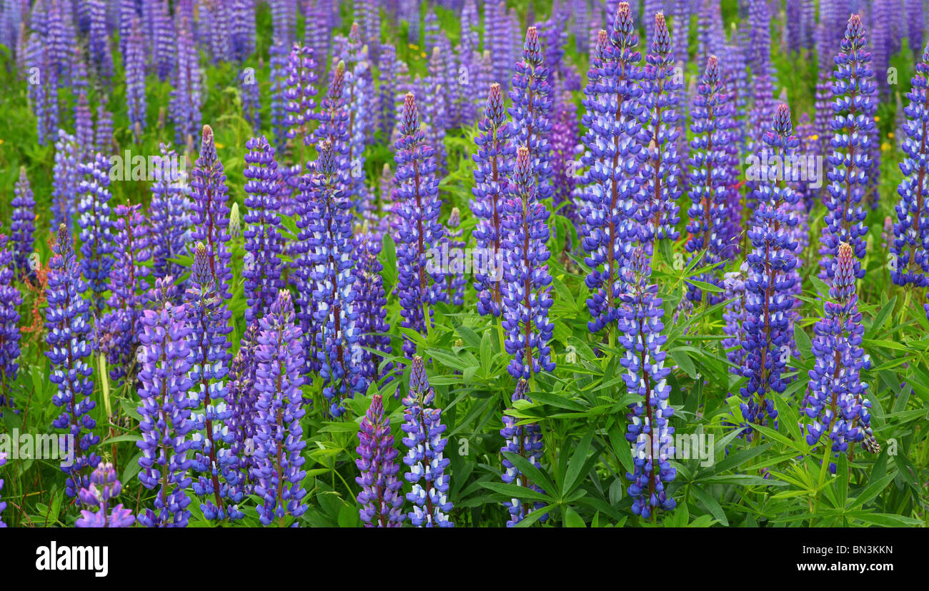 Wild blue lupins blooming in the meadow Lupinus Stock Photo - Alamy