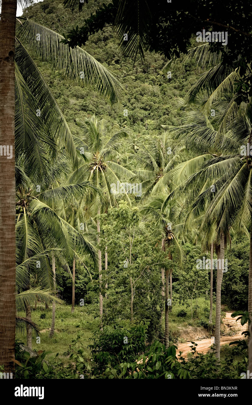 Forest with palm trees, Ko Tao, Thailand Stock Photo - Alamy