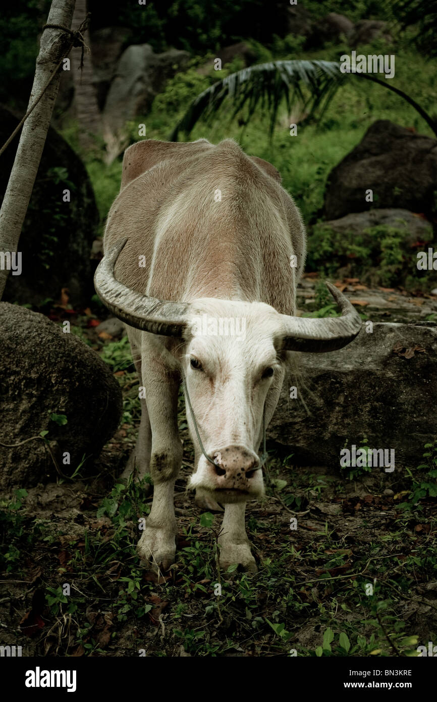 Buffalo in a forest, Ko Tao, Thailand Stock Photo - Alamy