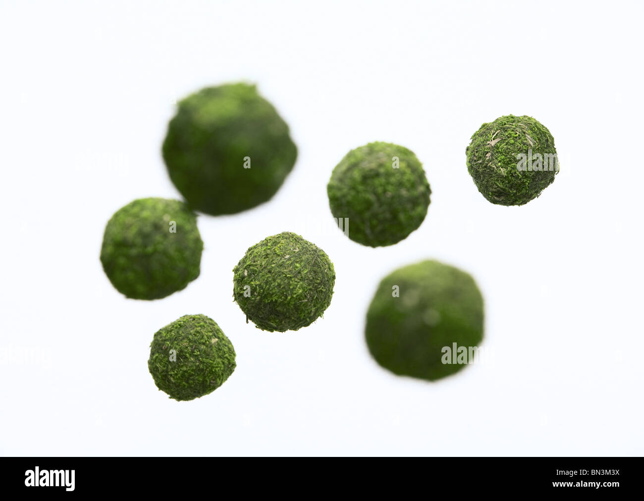 Horizontal moss Cut Out Stock Images & Pictures - Alamy