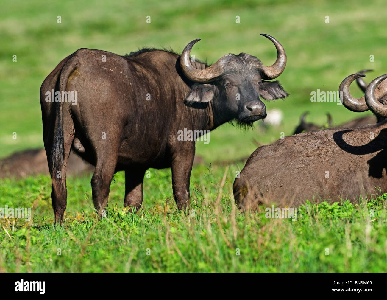 African buffaloes hi-res stock photography and images - Alamy