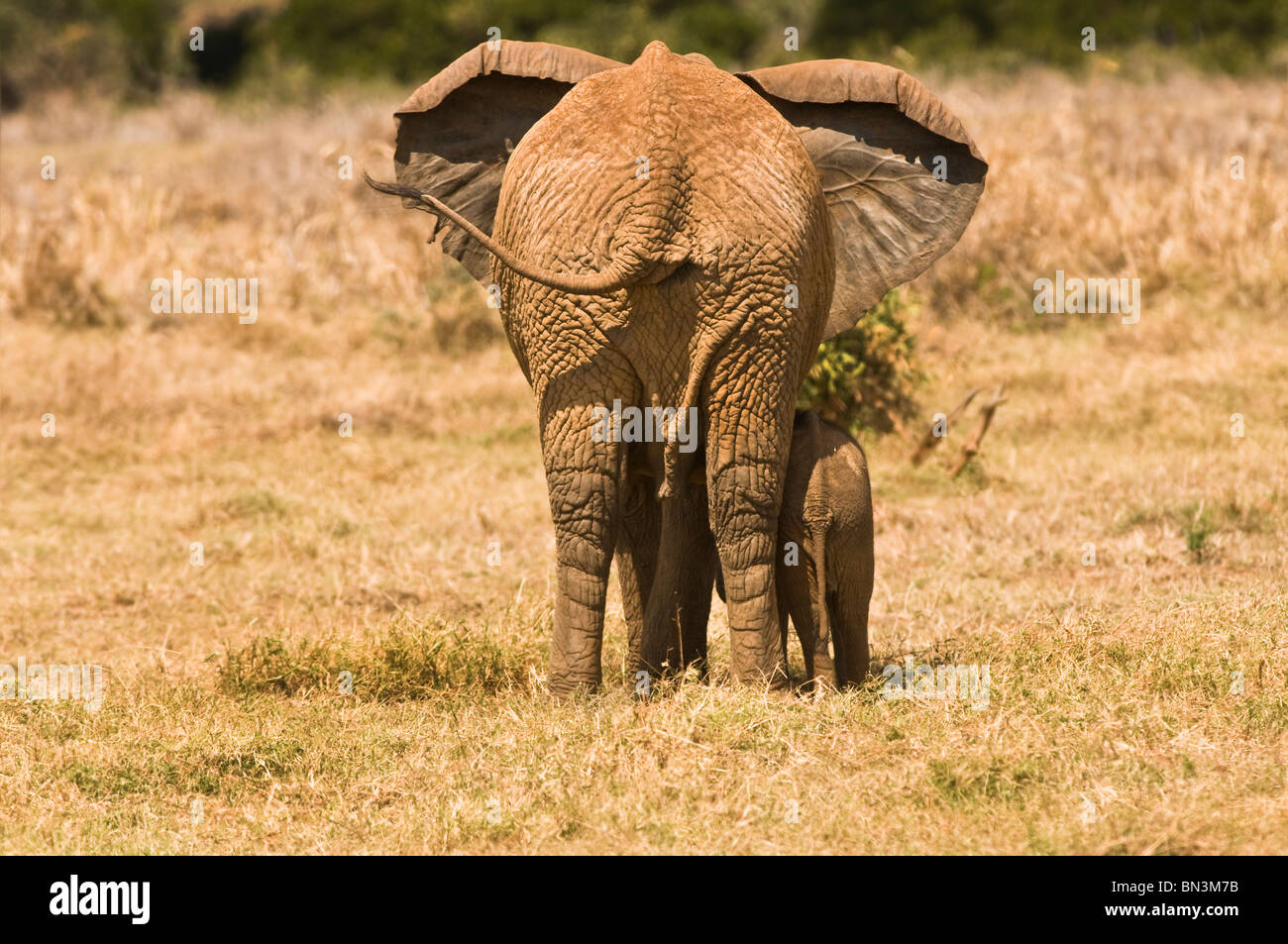 African elephant cow calf hi-res stock photography and images - Alamy