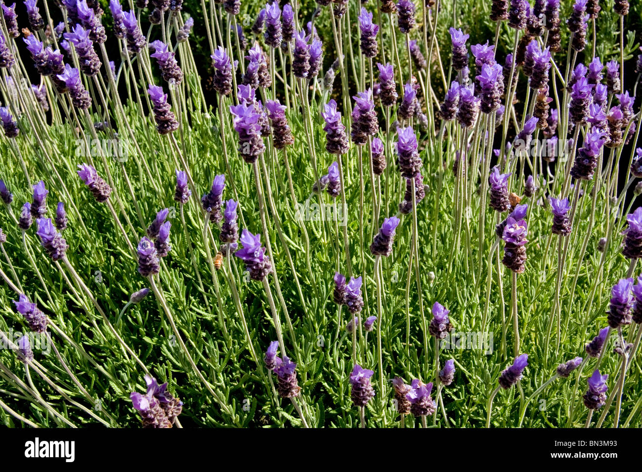 Spanish lavender Stock Photo - Alamy