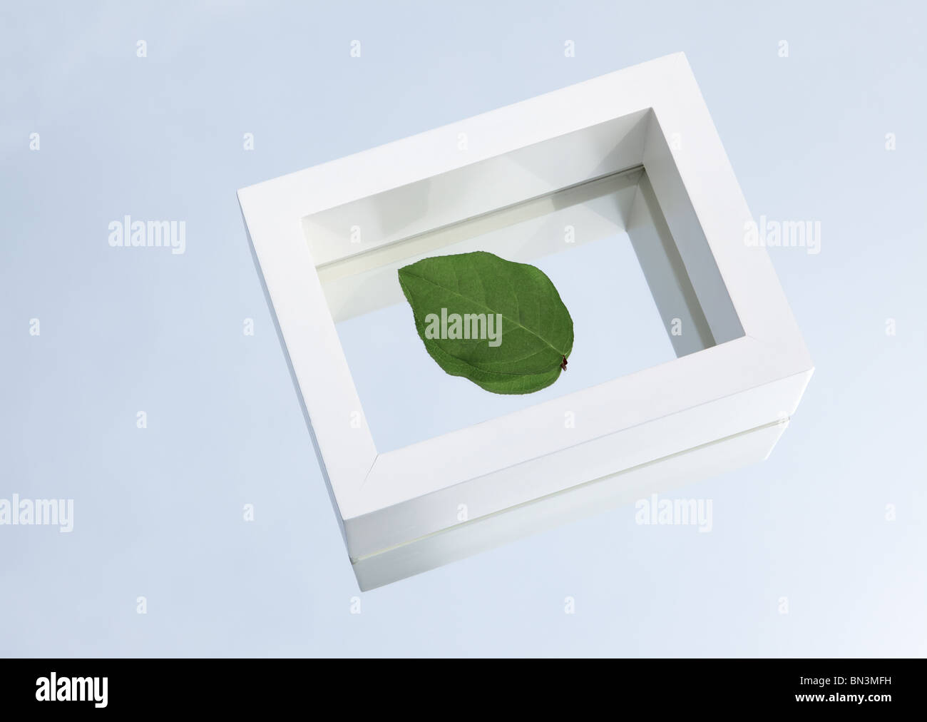 A leaf in frame Stock Photo - Alamy