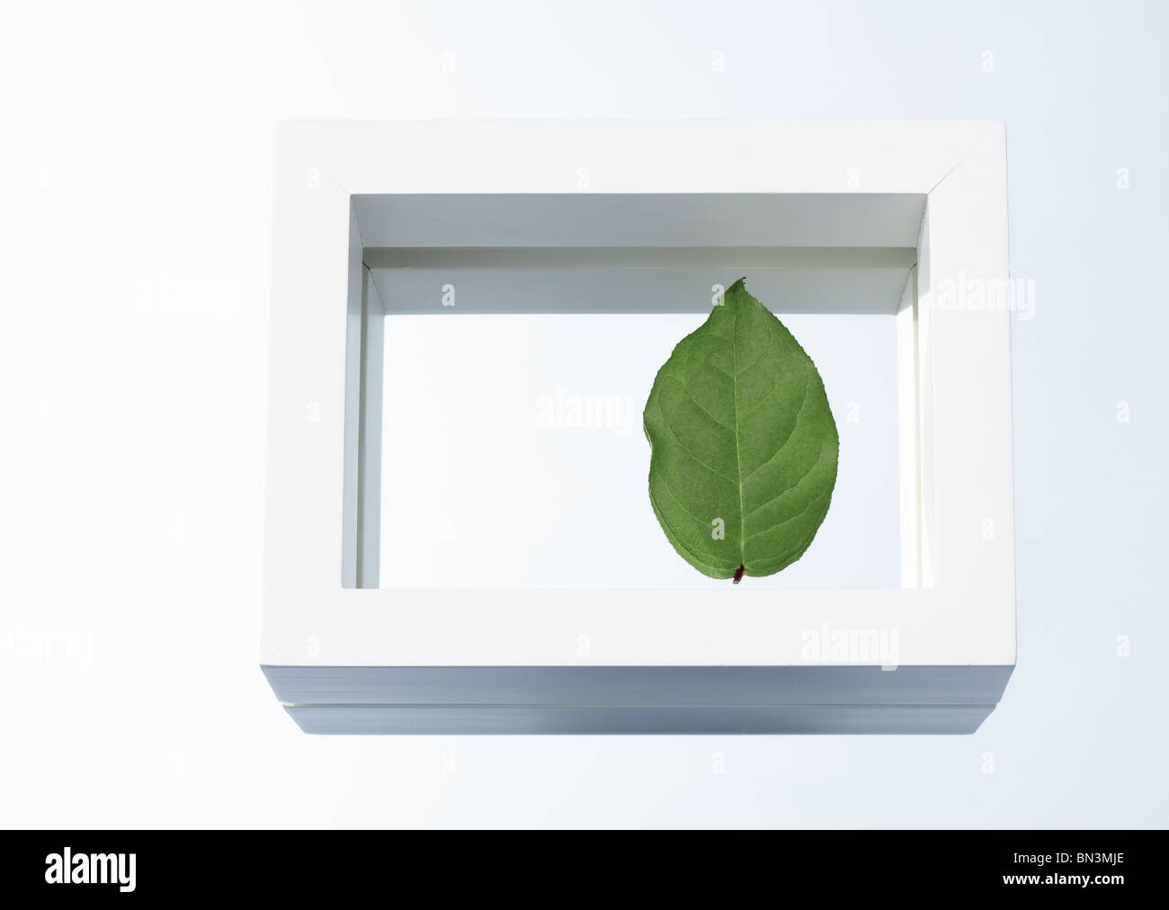 A leaf in frame Stock Photo - Alamy