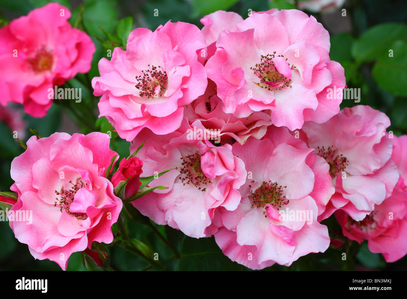 Pink roses close up Rosa Stock Photo - Alamy