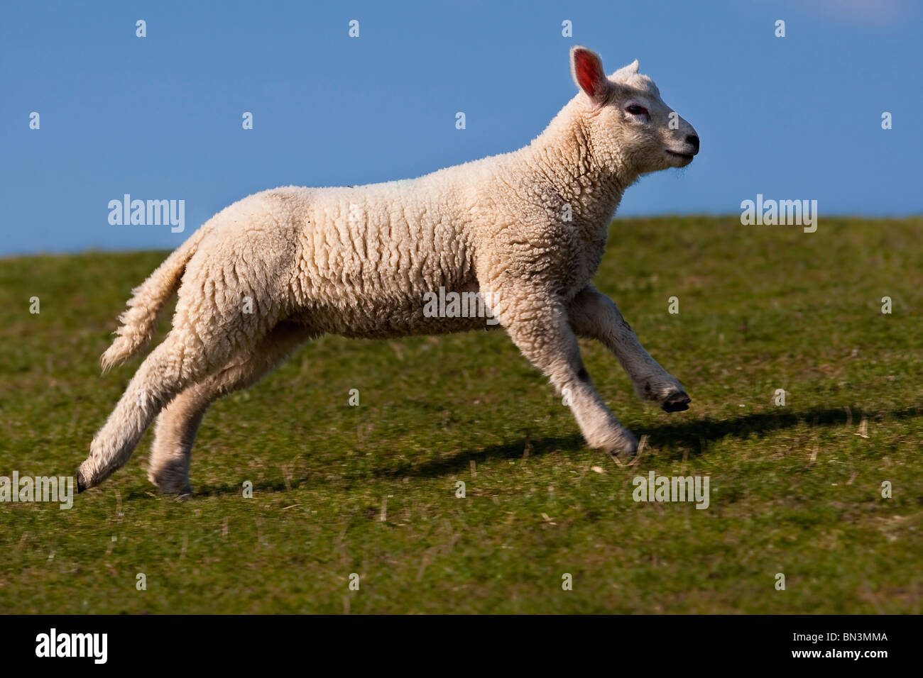 Side view of a lamb hi-res stock photography and images - Alamy