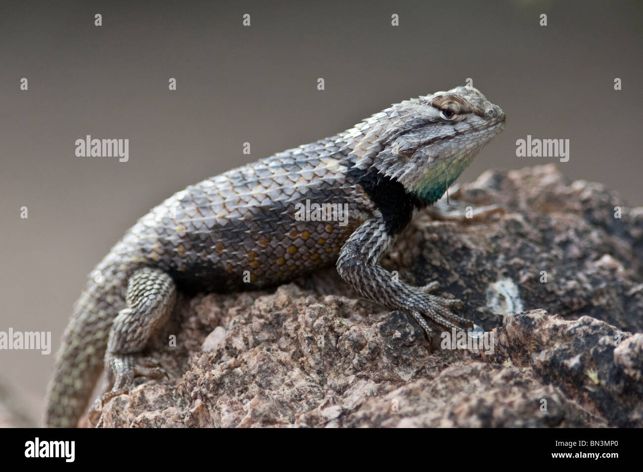 Lizard sitting on a stone, Desert Botanical Garden, Phoenix, Arizona ...