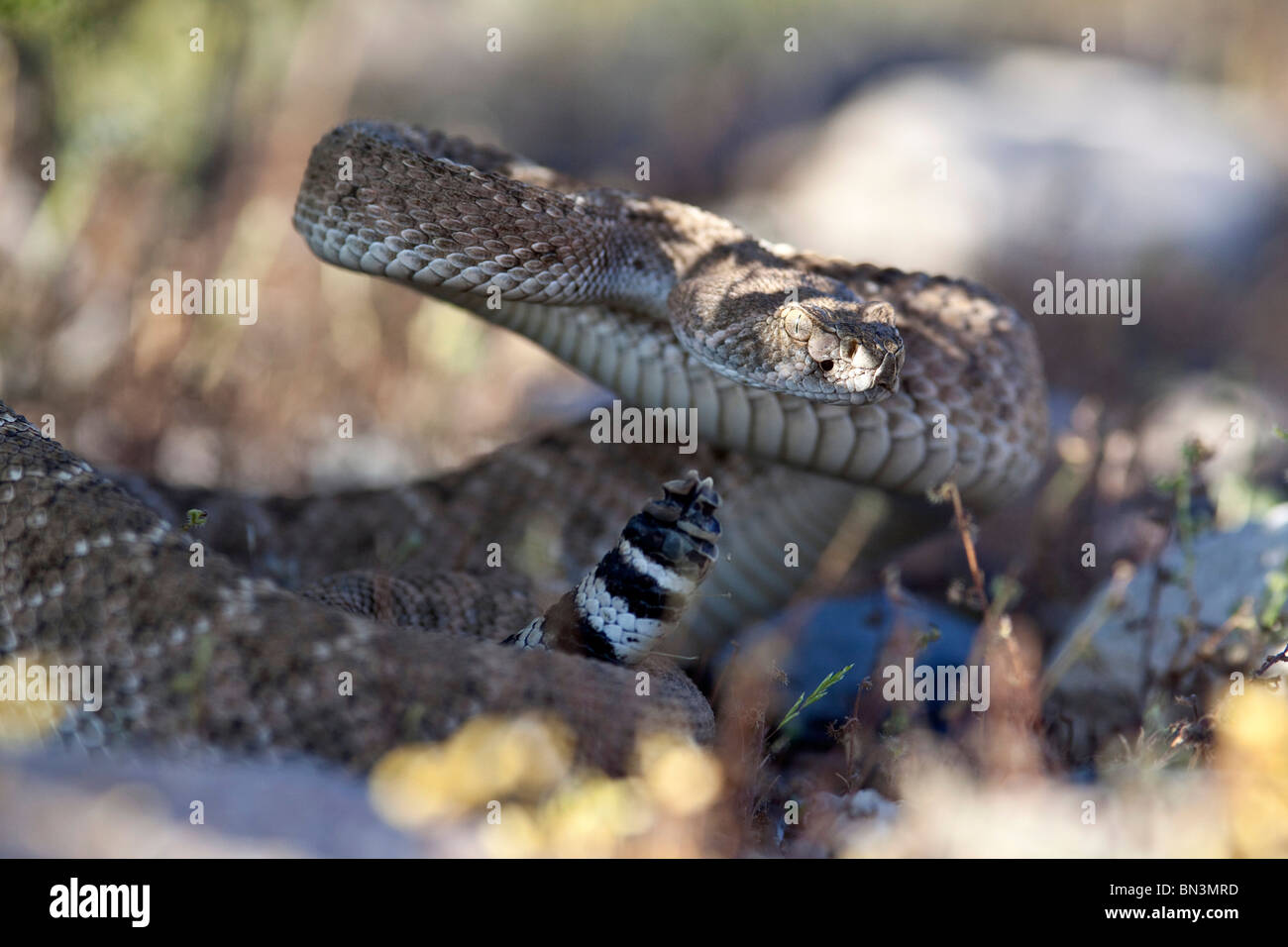 Western diamondback rattlesnake hi-res stock photography and images - Alamy