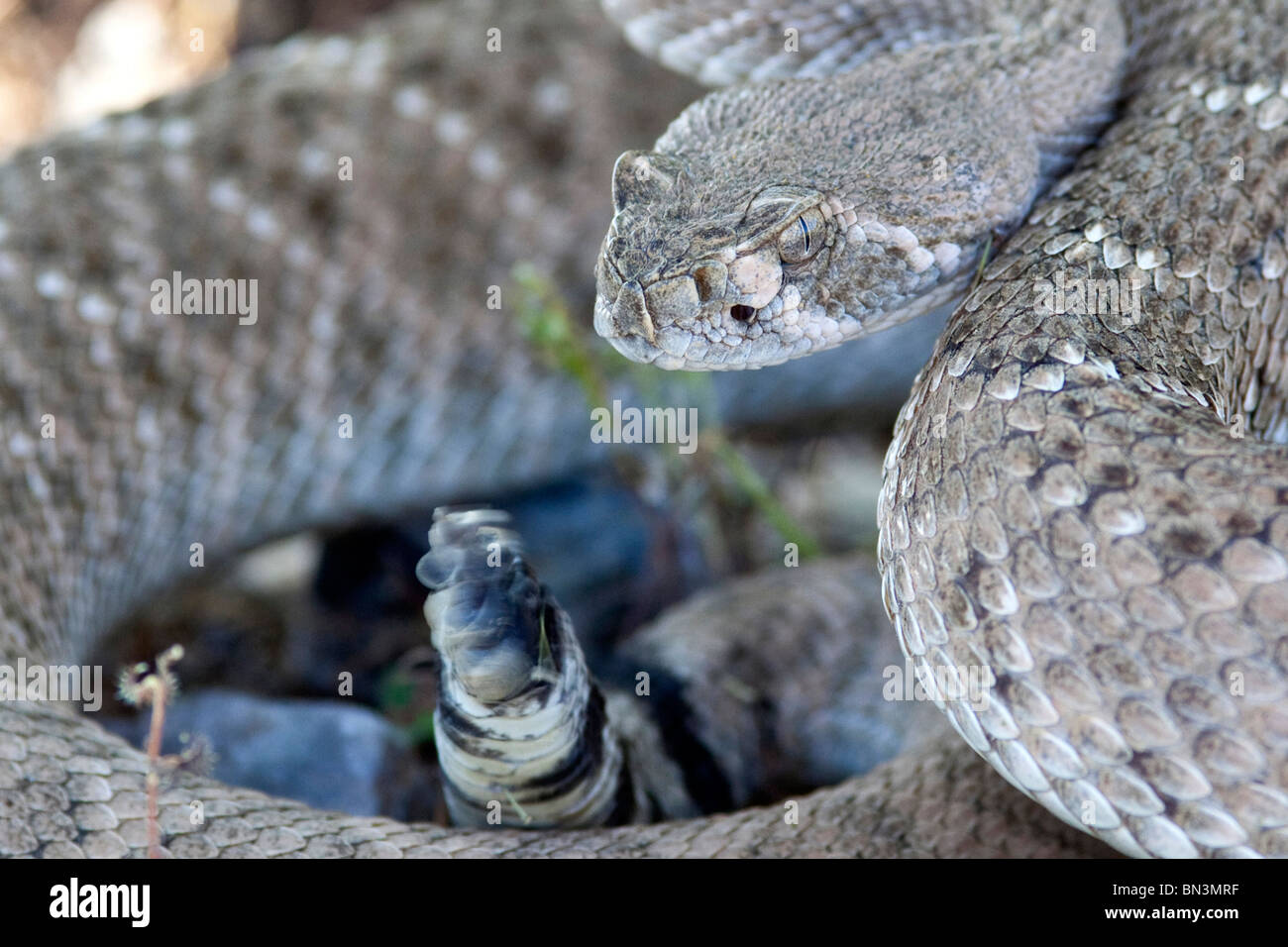 Western diamondback rattlesnake (Crotalus atrox), Arizona, USA, detail ...