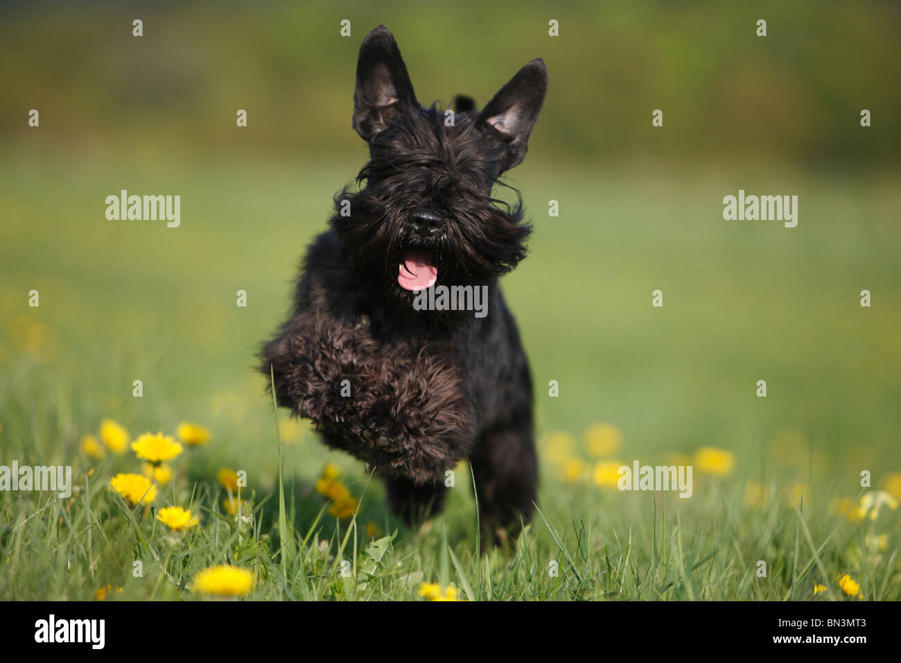 Miniature schnauzer dog running outside hi-res stock photography and ...