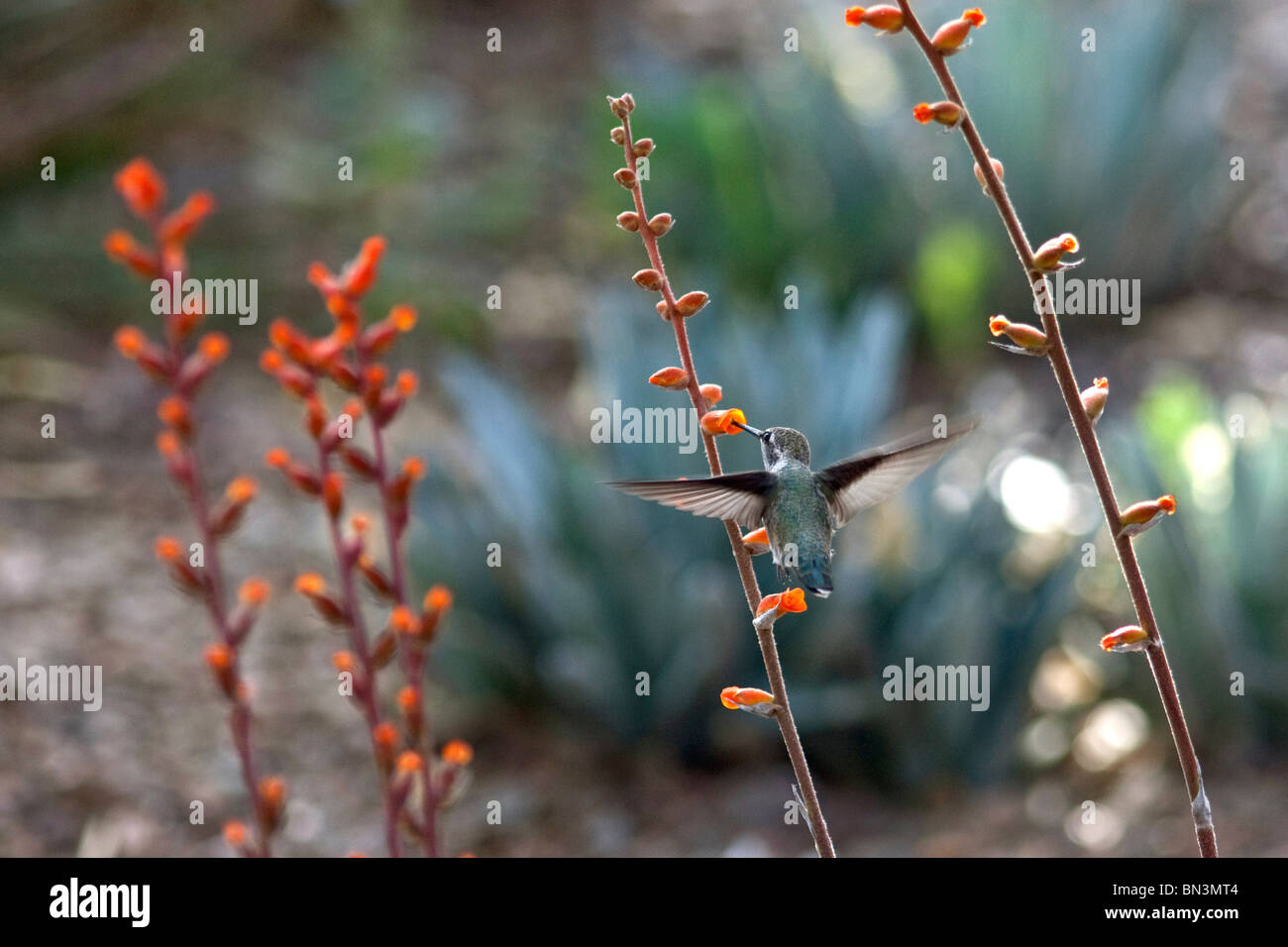 Hummingbird feeding, Desert Botanical Garden, Phoenix, Arizona, USA ...