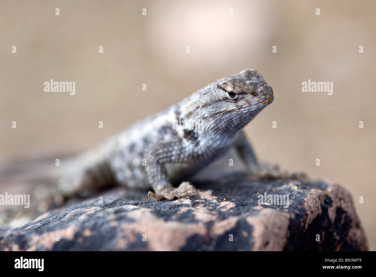 Lizard sitting on a stone, Desert Botanical Garden, Phoenix, Arizona ...