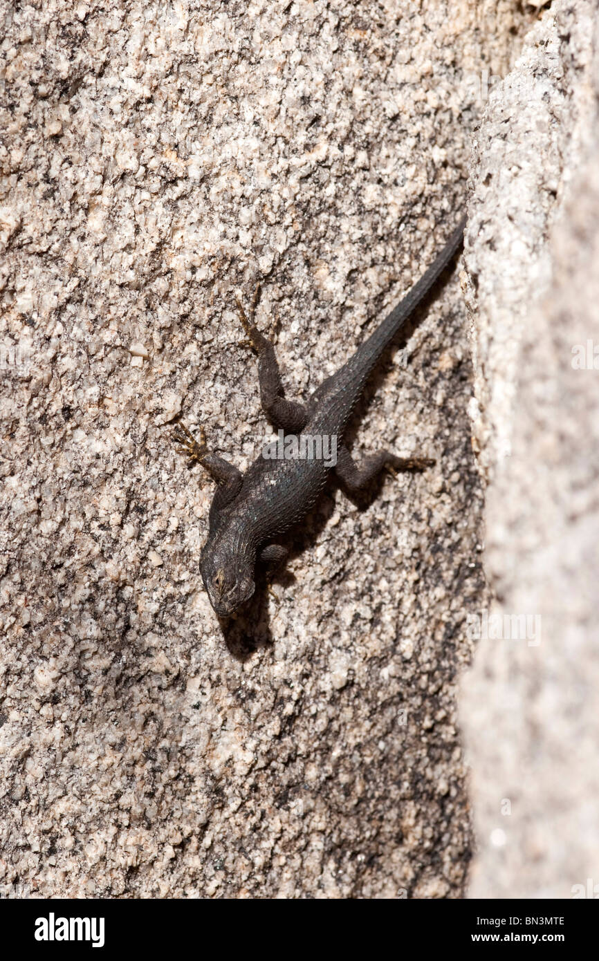 Lizard on a stone, Joshua Tree National Park, California, USA, close-up ...