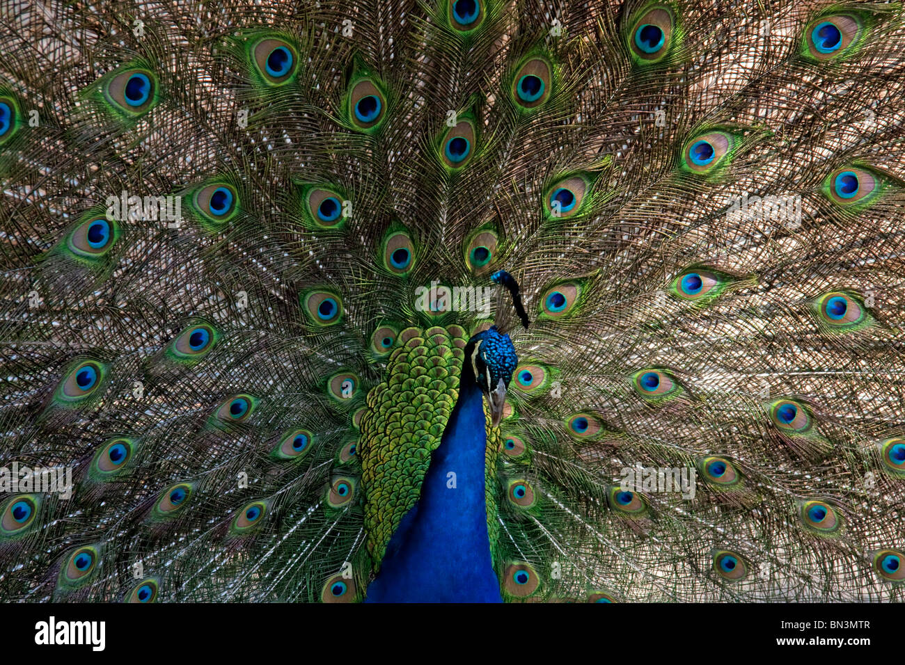 Peacock Tail Display Stock Photo - Alamy