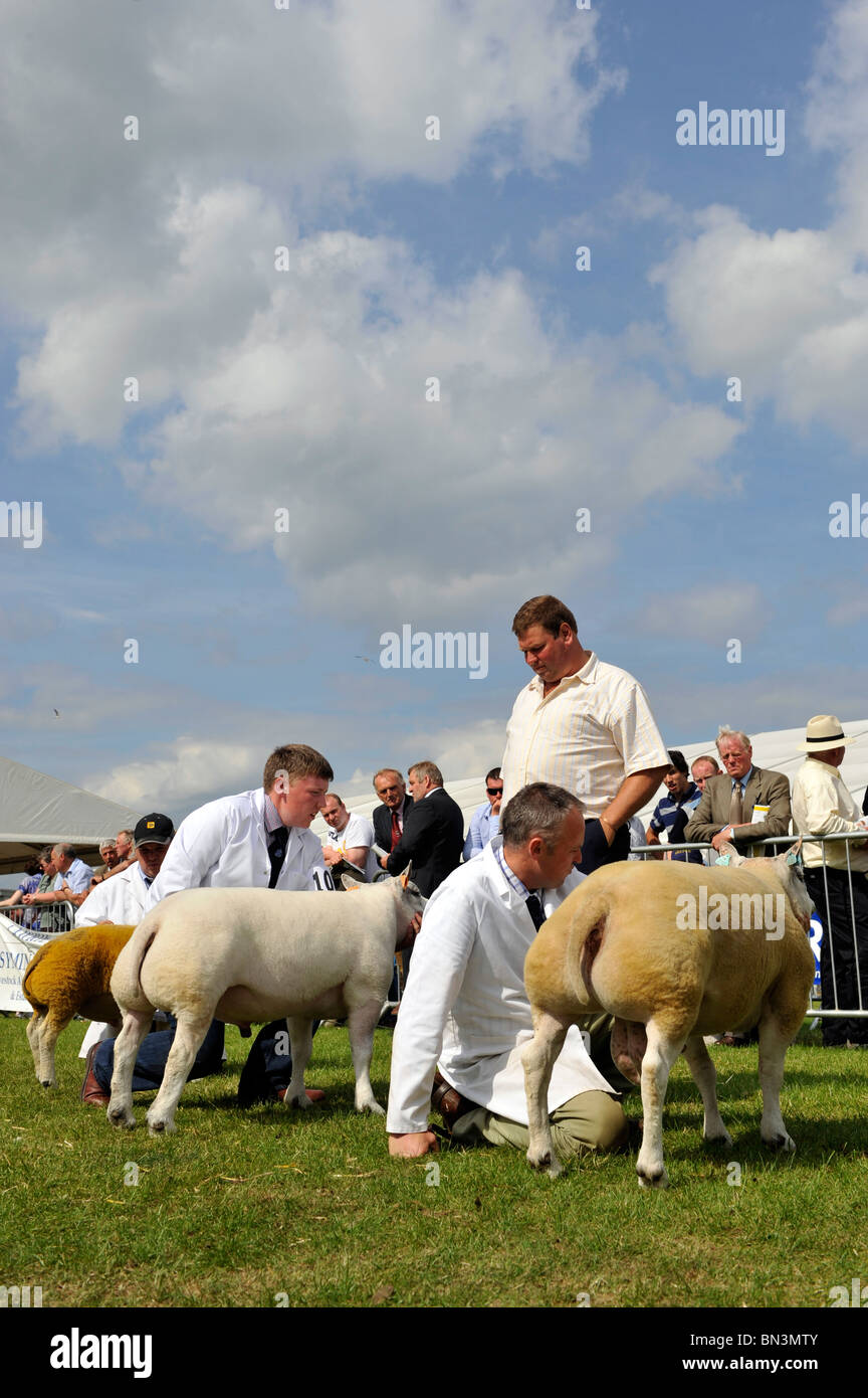 Sheep judging hi-res stock photography and images - Alamy