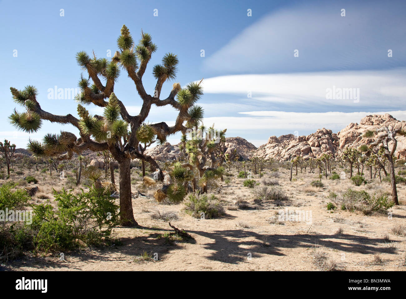 Western joshua tree hi-res stock photography and images - Alamy