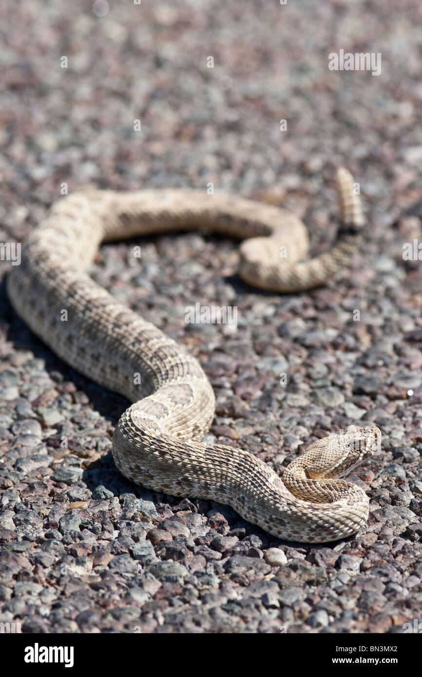 Ground rattlesnake hi-res stock photography and images - Alamy