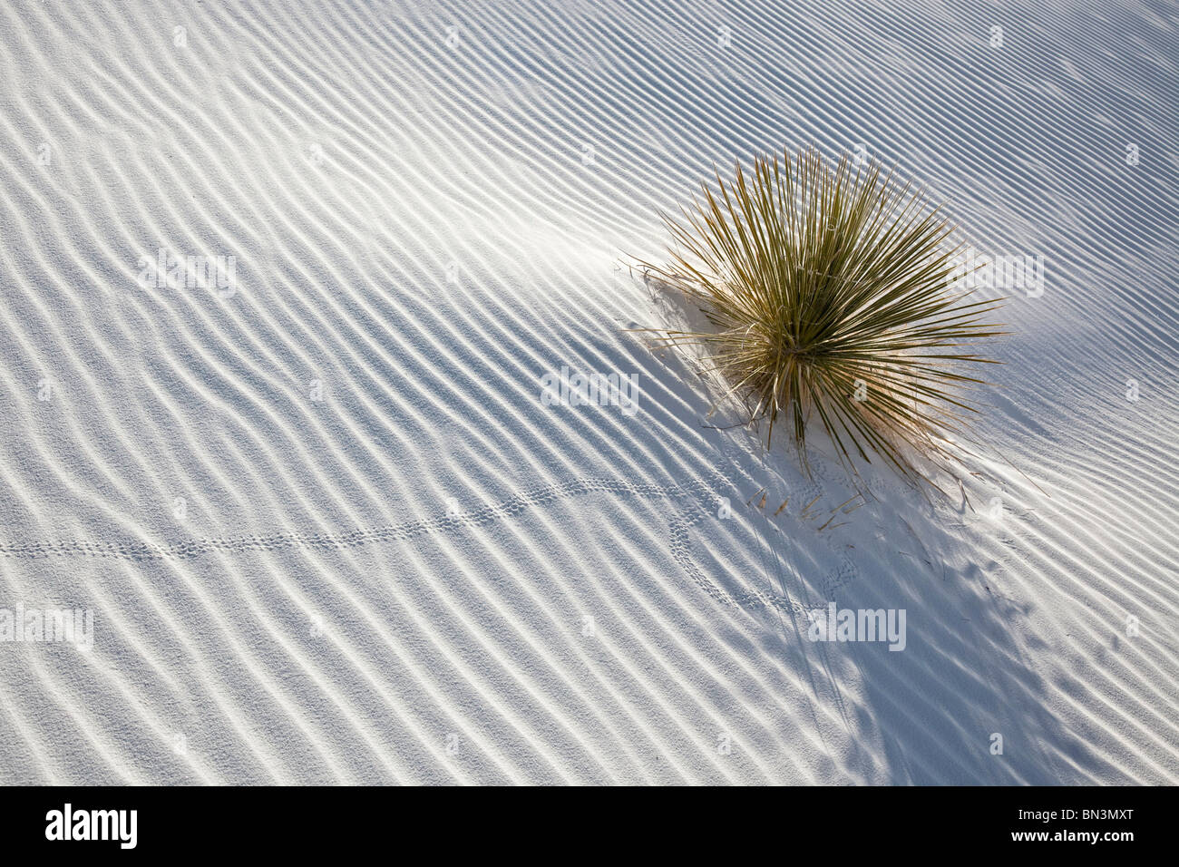Grasses growing in white sand, White Sands National Monument, New ...