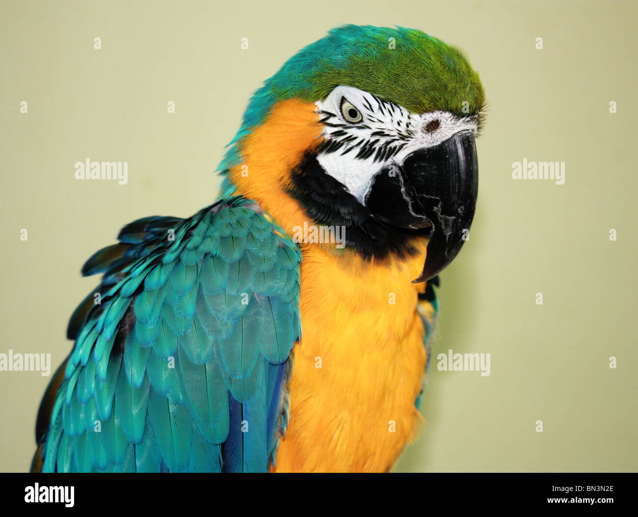 A tropical parrot with nice color Stock Photo - Alamy