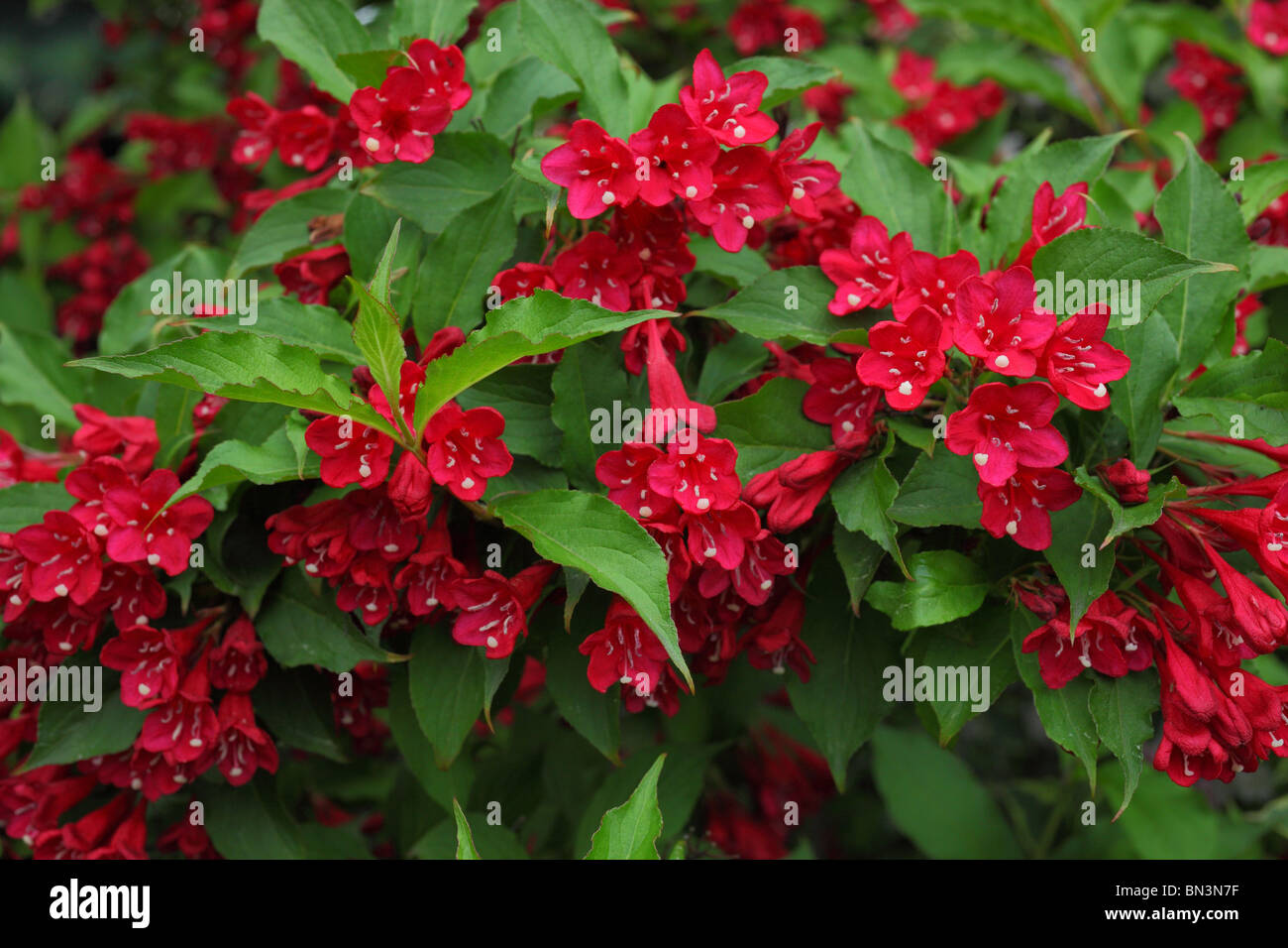 Weigela shrub red blossom Stock Photo - Alamy