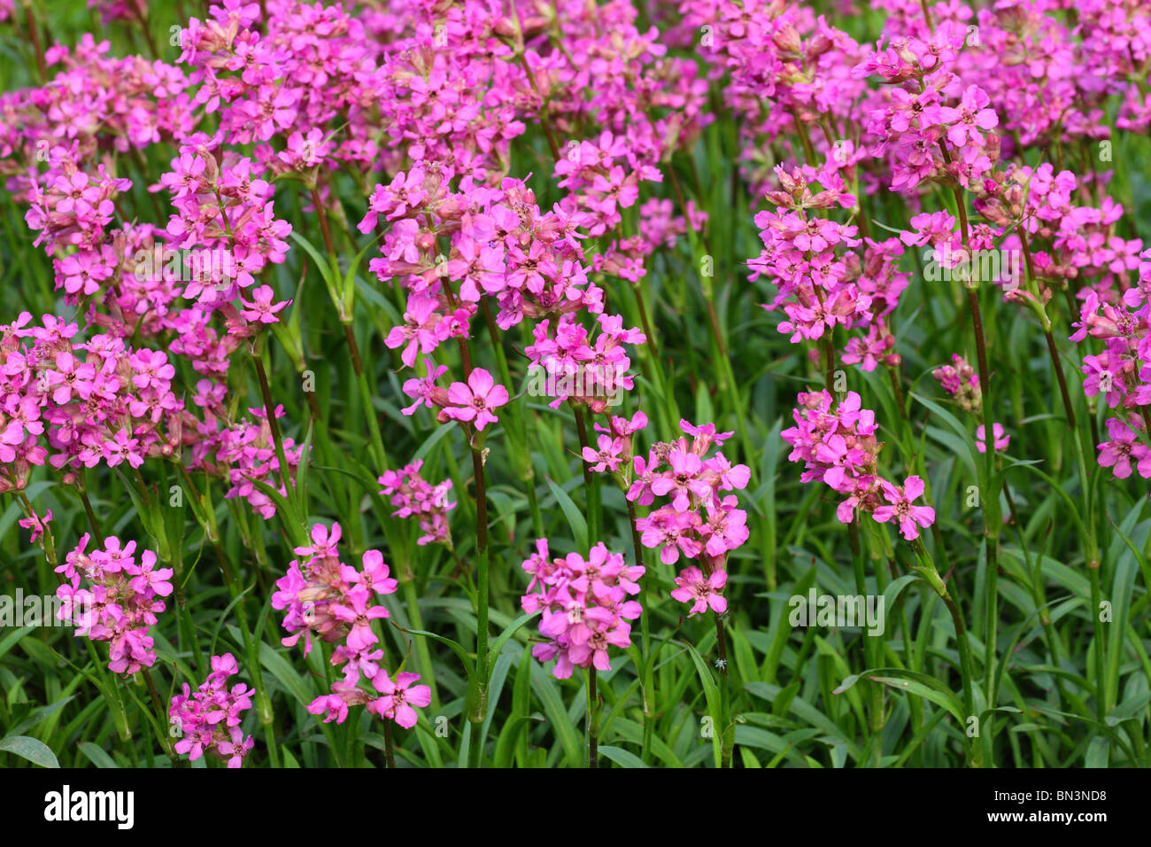 Pink Sticky catchfly flowers close up Lychnis viscaria Stock Photo - Alamy