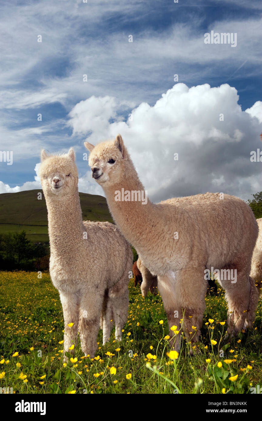 Alpaca fiber hi-res stock photography and images - Alamy