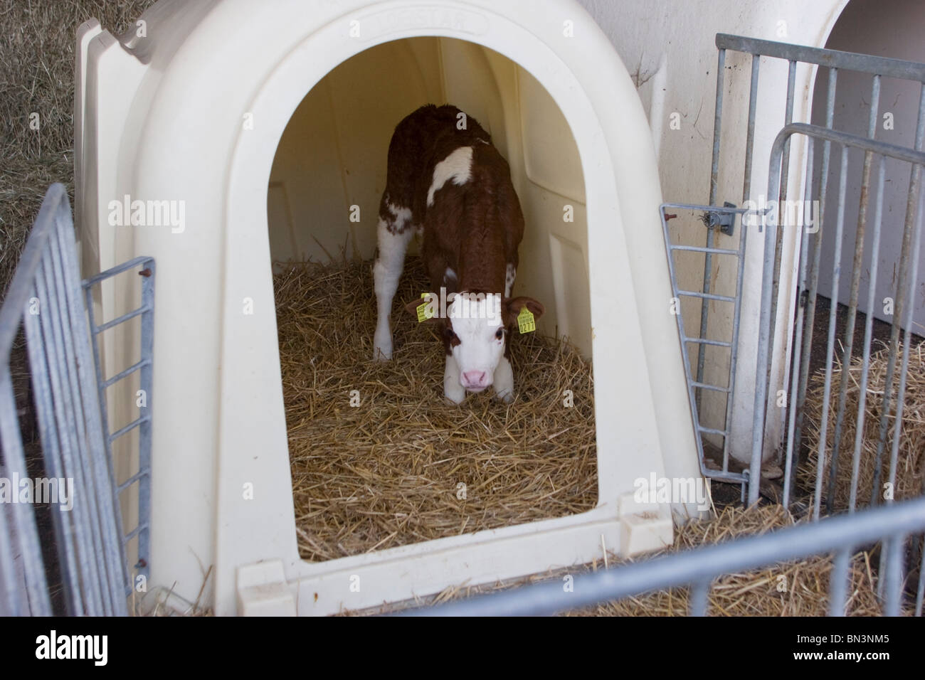 Box Calves High Resolution Stock Photography and Images - Alamy