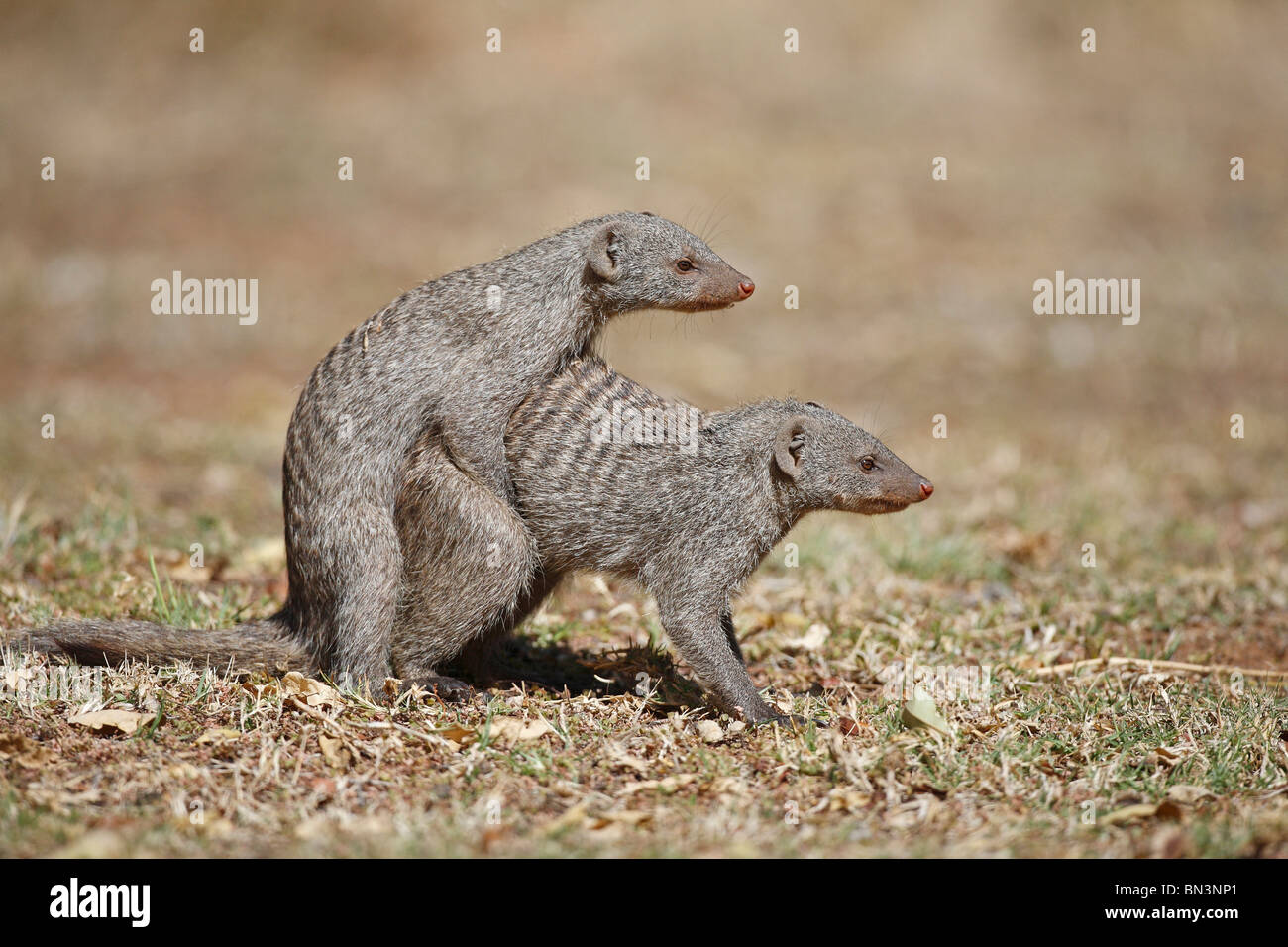 Mungos mungo mating hi-res stock photography and images - Alamy