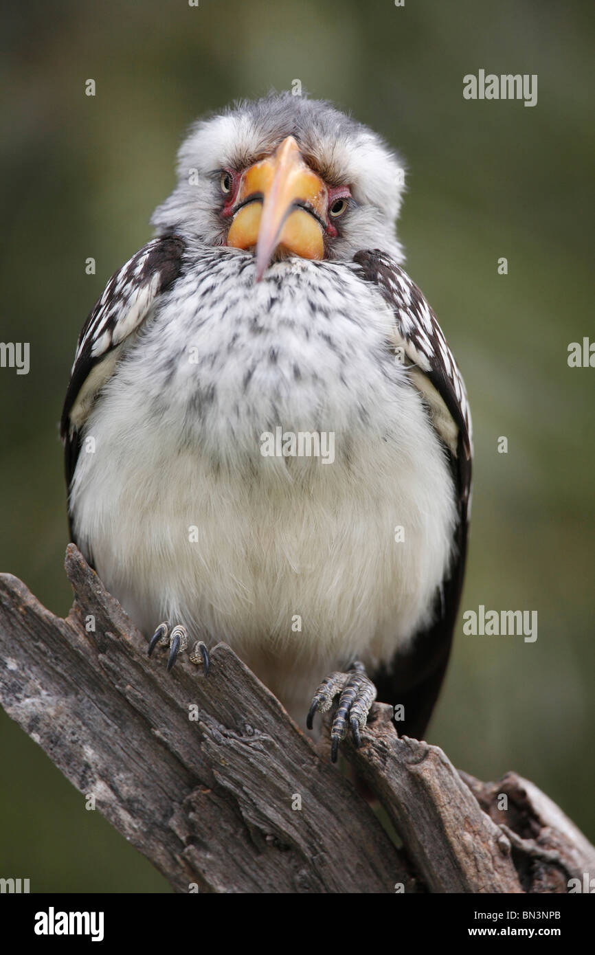 Tockus flaviro hi-res stock photography and images - Alamy